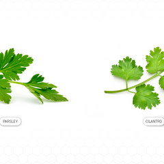 Parsley vs. Cilantro: A Comprehensive Guide – HexClad Cookware Canada
